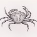 Pointillism Crab Print - Etsy