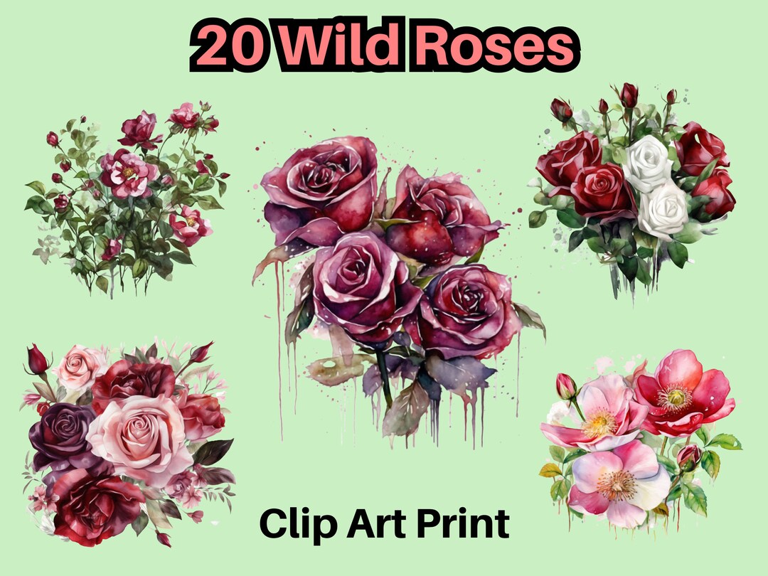 Wild Roses, Watercolor, Clipart Bundle, Pink, White, Red Roses, Floral ...