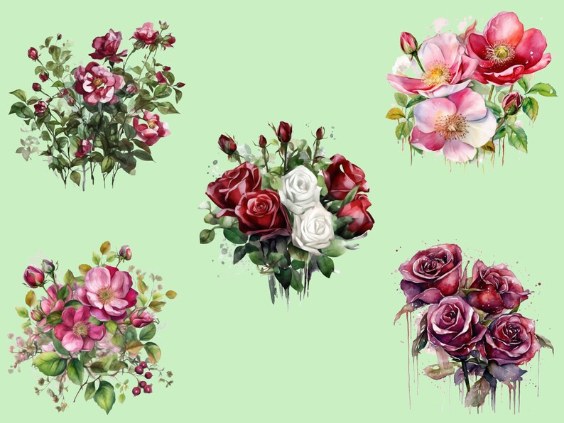 Wild Roses, Watercolor, Clipart Bundle, Pink, White, Red Roses, Floral ...