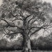 Digital Art Charcoal Tree Instant Download and Print Digital - Etsy
