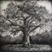 Digital Art Charcoal Tree Instant Download and Print Digital - Etsy