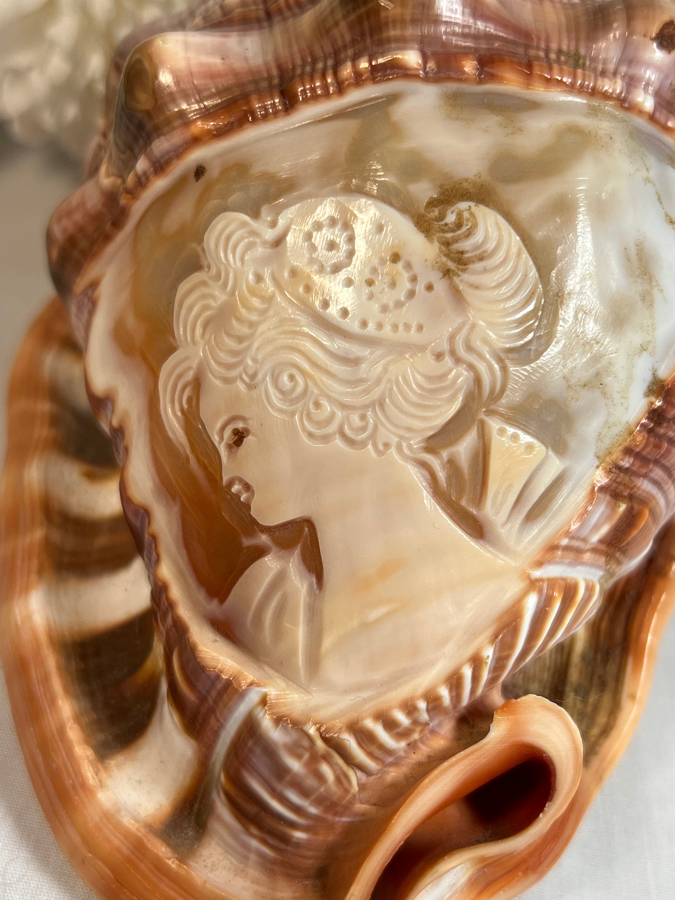 Vintage Carved Cameo Carnelian Conch Shell - Etsy