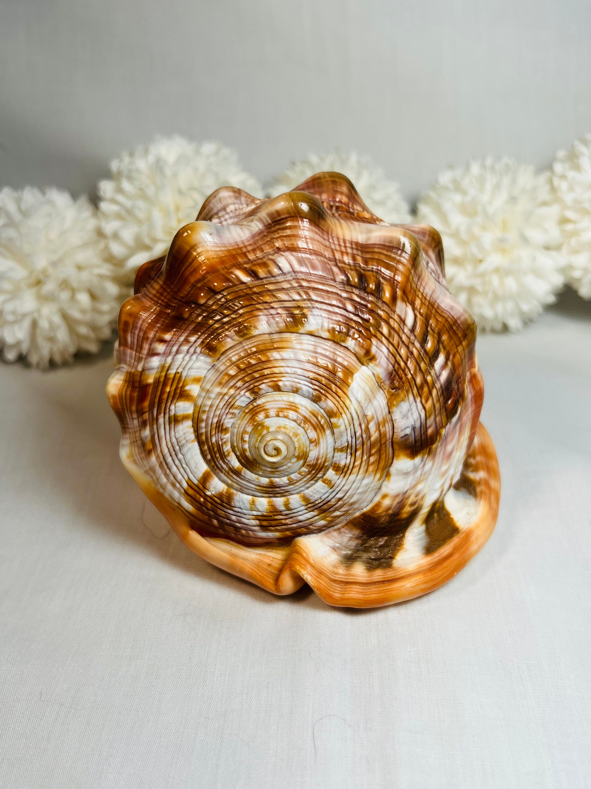 Vintage Carved Cameo Carnelian Conch Shell - Etsy