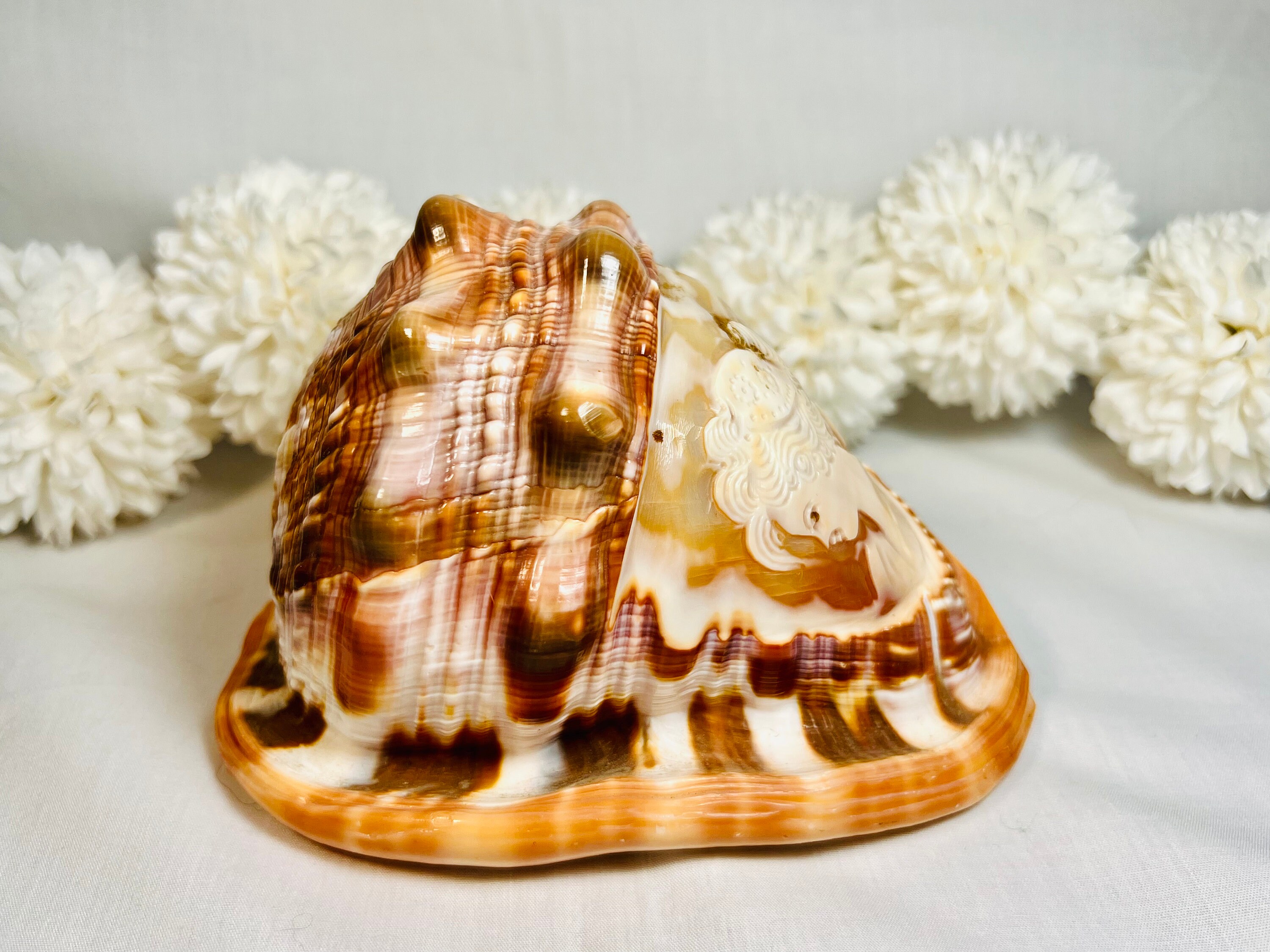 Vintage Carved Cameo Carnelian Conch Shell - Etsy