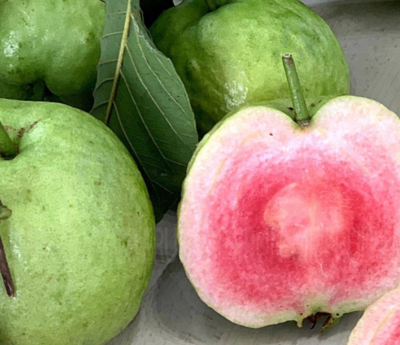 Taiwan Ruby Seedless Guava 2ft Tall Ship in 3gal Pot - Etsy