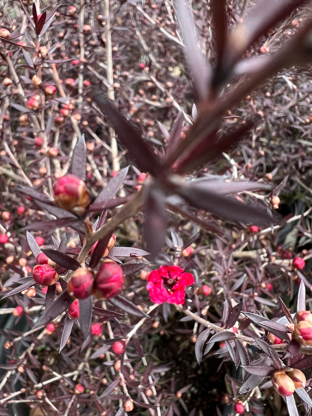 Ruby Glow leptospermum Scoparium Live Plant 1 Gal Pot - Etsy