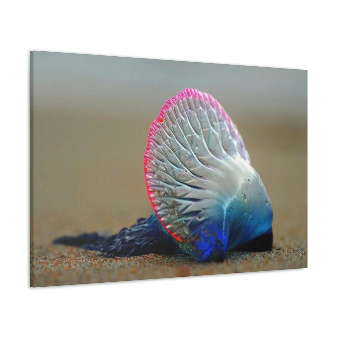 Manowar Jellyfish Fish Canvas I Wall Decor for Home or Office - Etsy