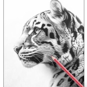 Big Cats Coloring Book - Adult Coloring Pages, Lions Tigers Leopards ...