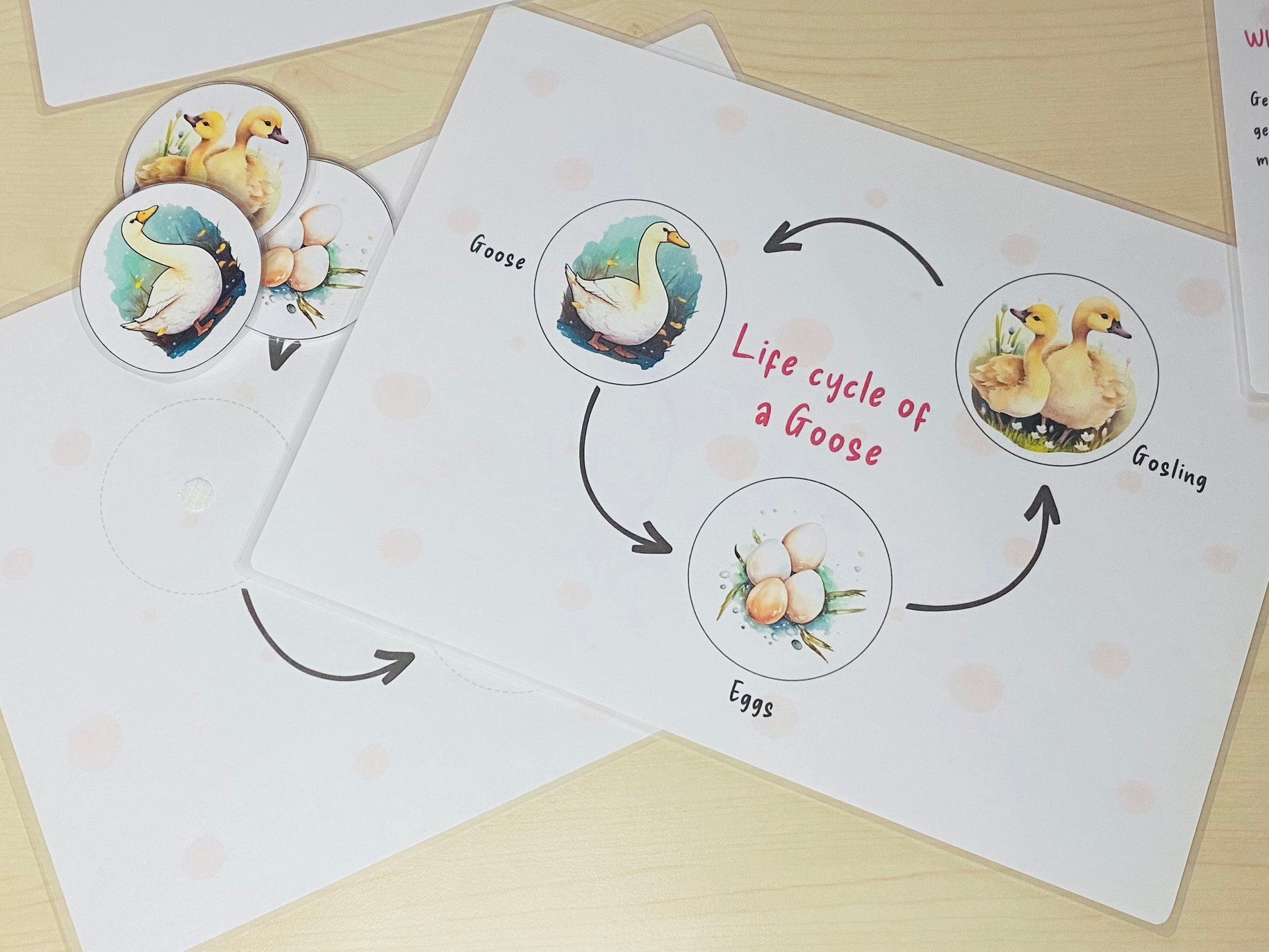 Goose Study Activity Life Cycle of Goose Homeschool - Etsy