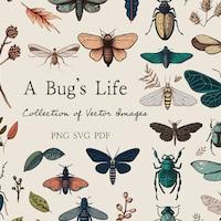 Whimsical Bugs Clipart: Butterfly, Ladybug, Dragonfly (PNG Digital ...