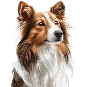 Sheltie Clip Art: Shetland Sheepdog PNG, SVG, JPG (digital Download) - Etsy