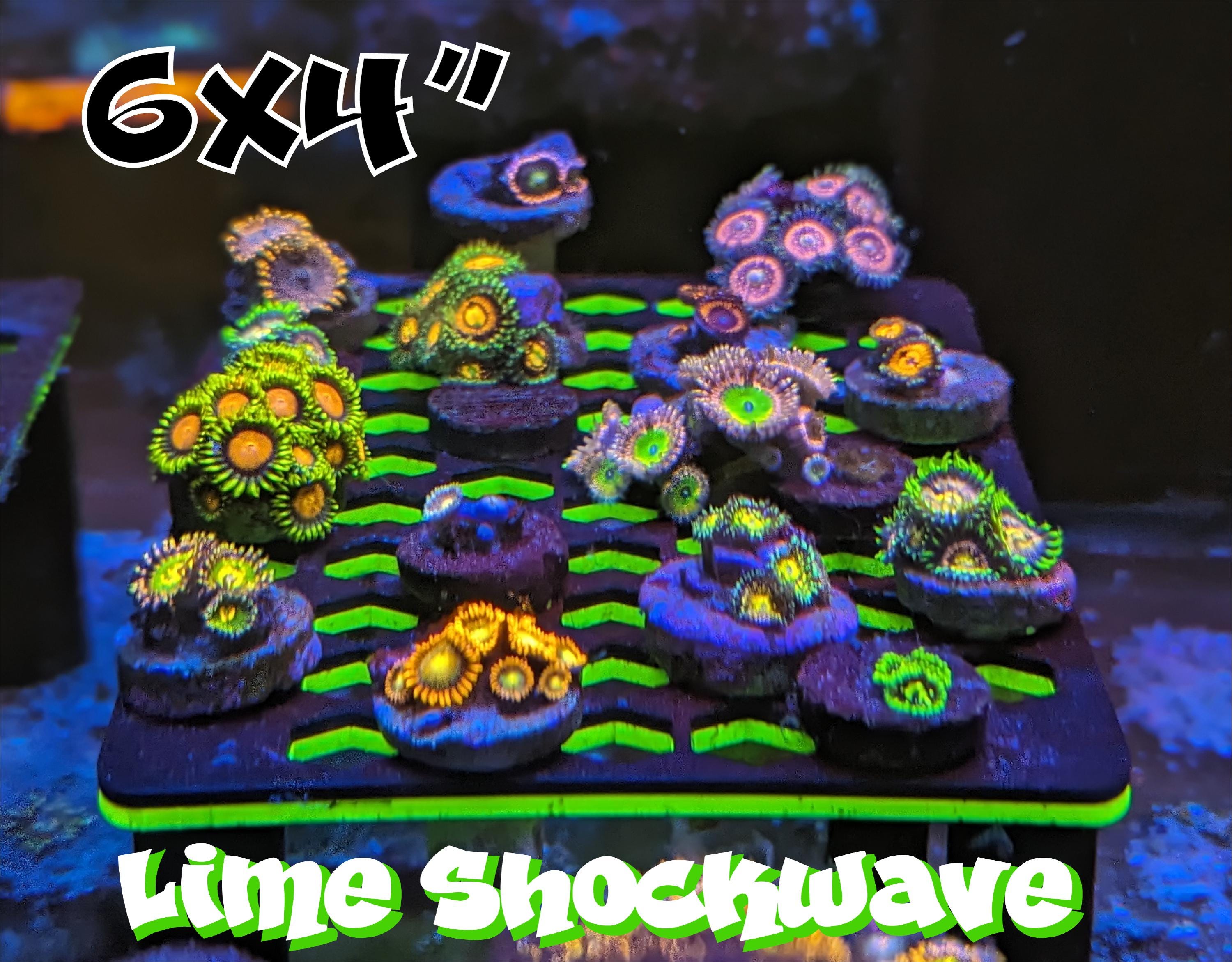 3d-printed Neontide Coral Frag Tables - Customizable & Reef-safe - Etsy