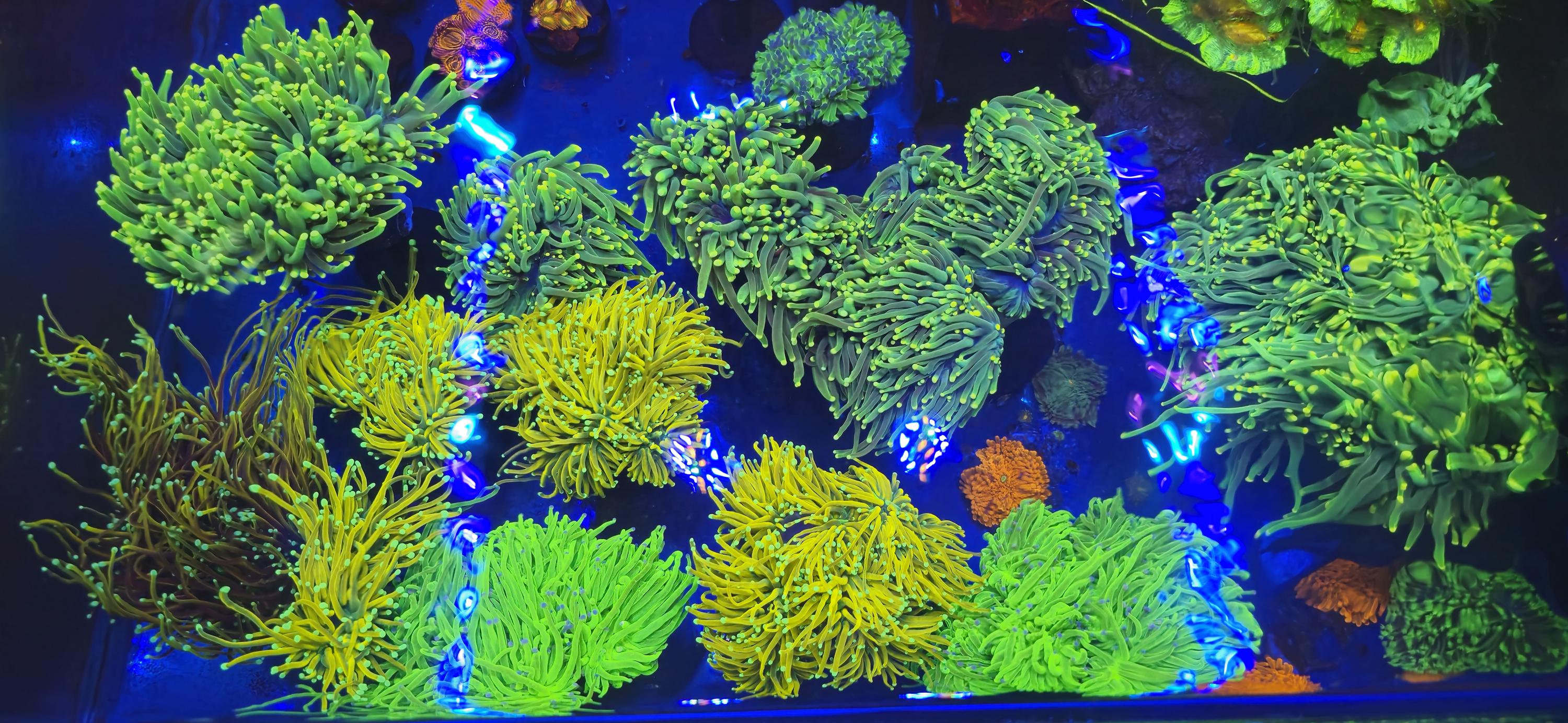 Torch Stand / Coral Stand - Etsy