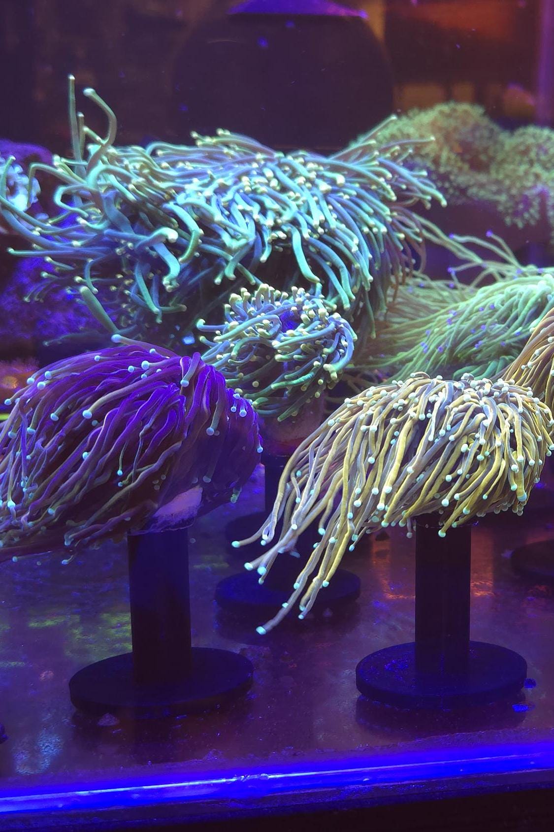 Torch Stand / Coral Stand - Etsy