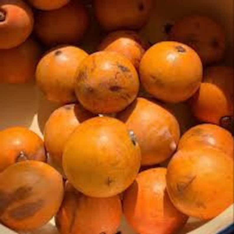 20PCS Sweet Agbalumo/ Sugar Taste Agbalumo/ READ DETAILS Before ...
