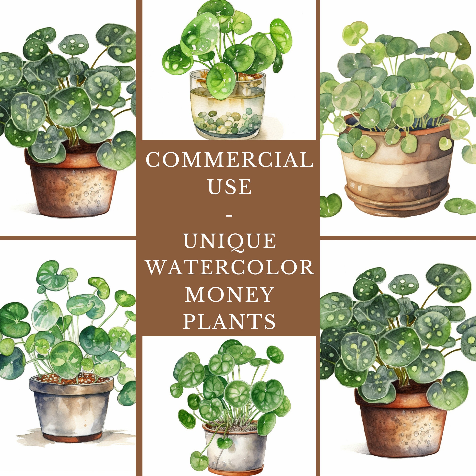 Watercolor Money Plant Clipart / Botanical Art / Bontanical - Etsy