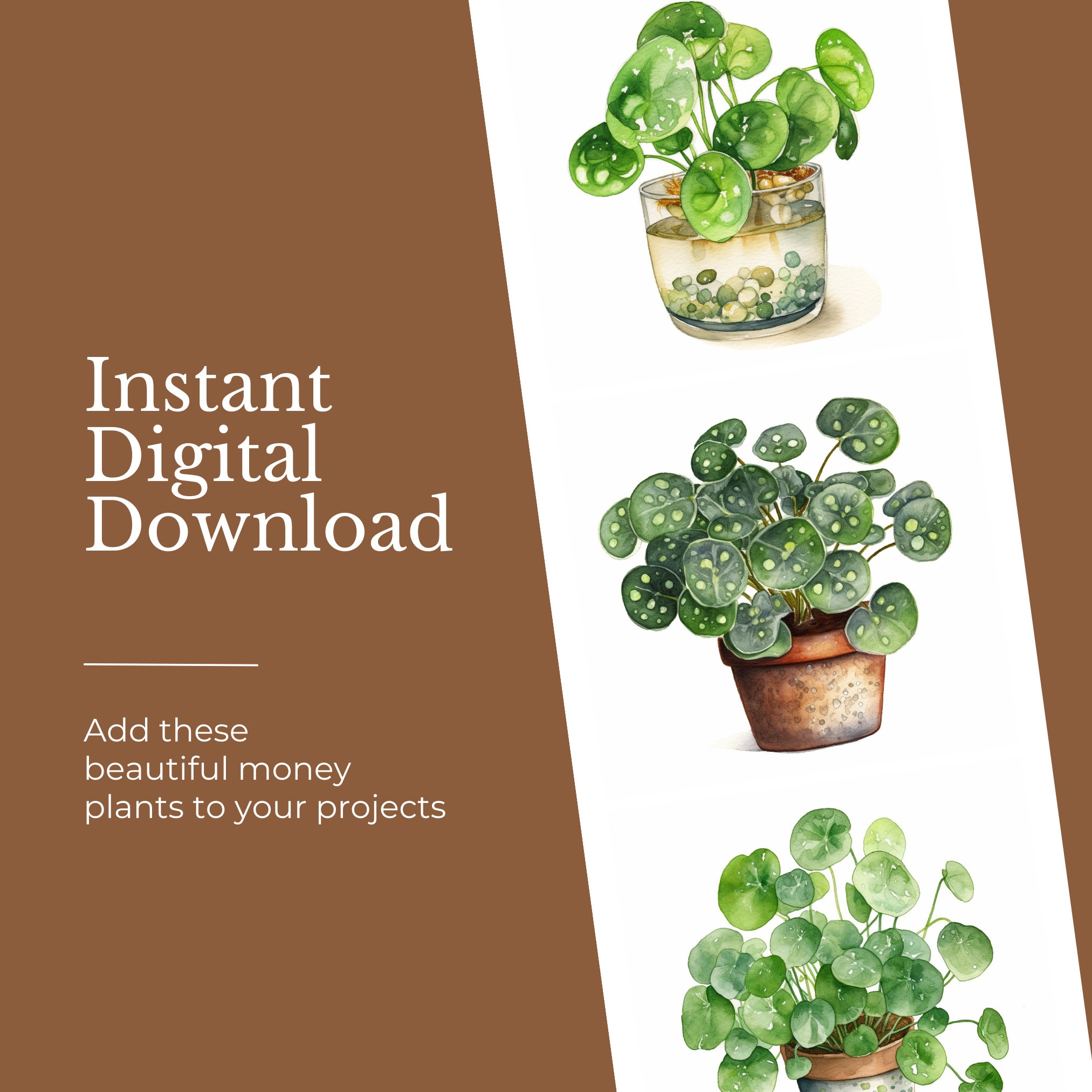 Watercolor Money Plant Clipart / Botanical Art / Bontanical - Etsy