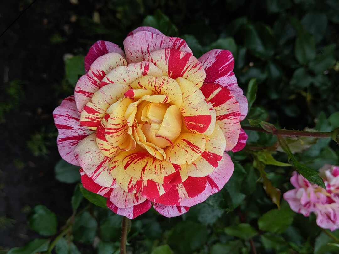 Yellow Pink Red Variegated Rose Flower Digital Photo Color - Etsy