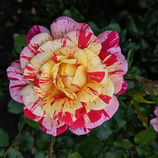 Variegated Rose - Etsy