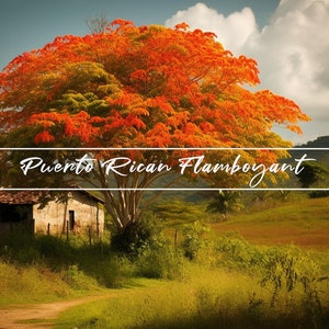 Flamboyant Trees of Puerto Rico Digital Artwork - Nature-themed Wall ...