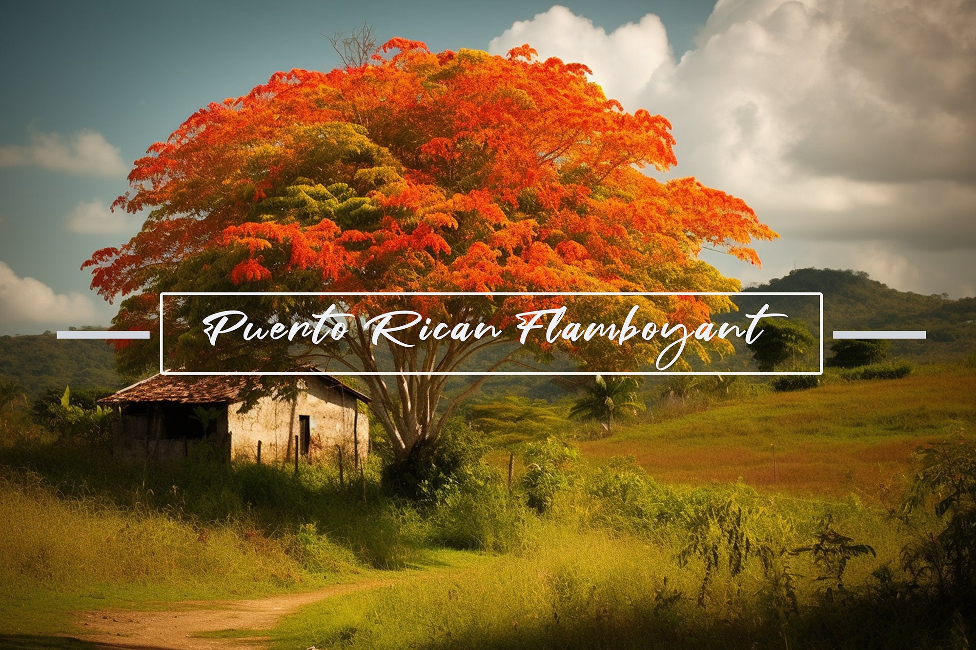 Flamboyant Trees of Puerto Rico Digital Artwork - Nature-themed Wall ...