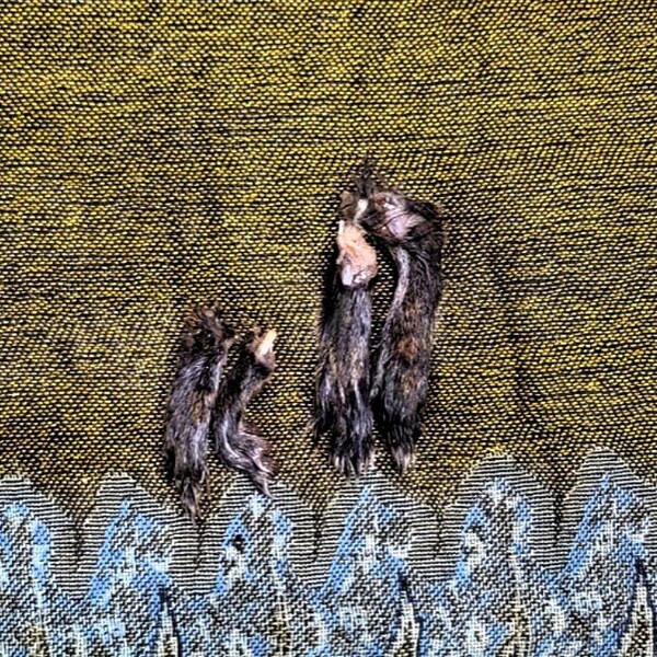 Squirrel Feet - Etsy