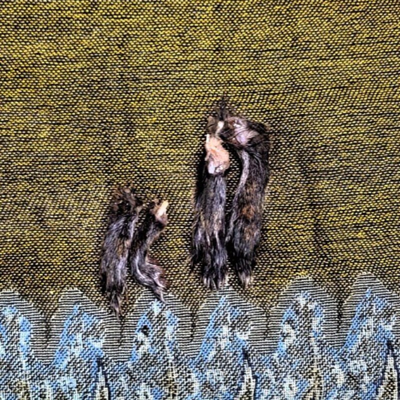 Squirrel Feet - Etsy