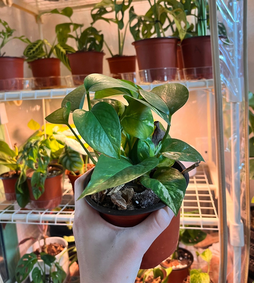 Small Pothos Vining Plant in Chunky Soil - Etsy Australia