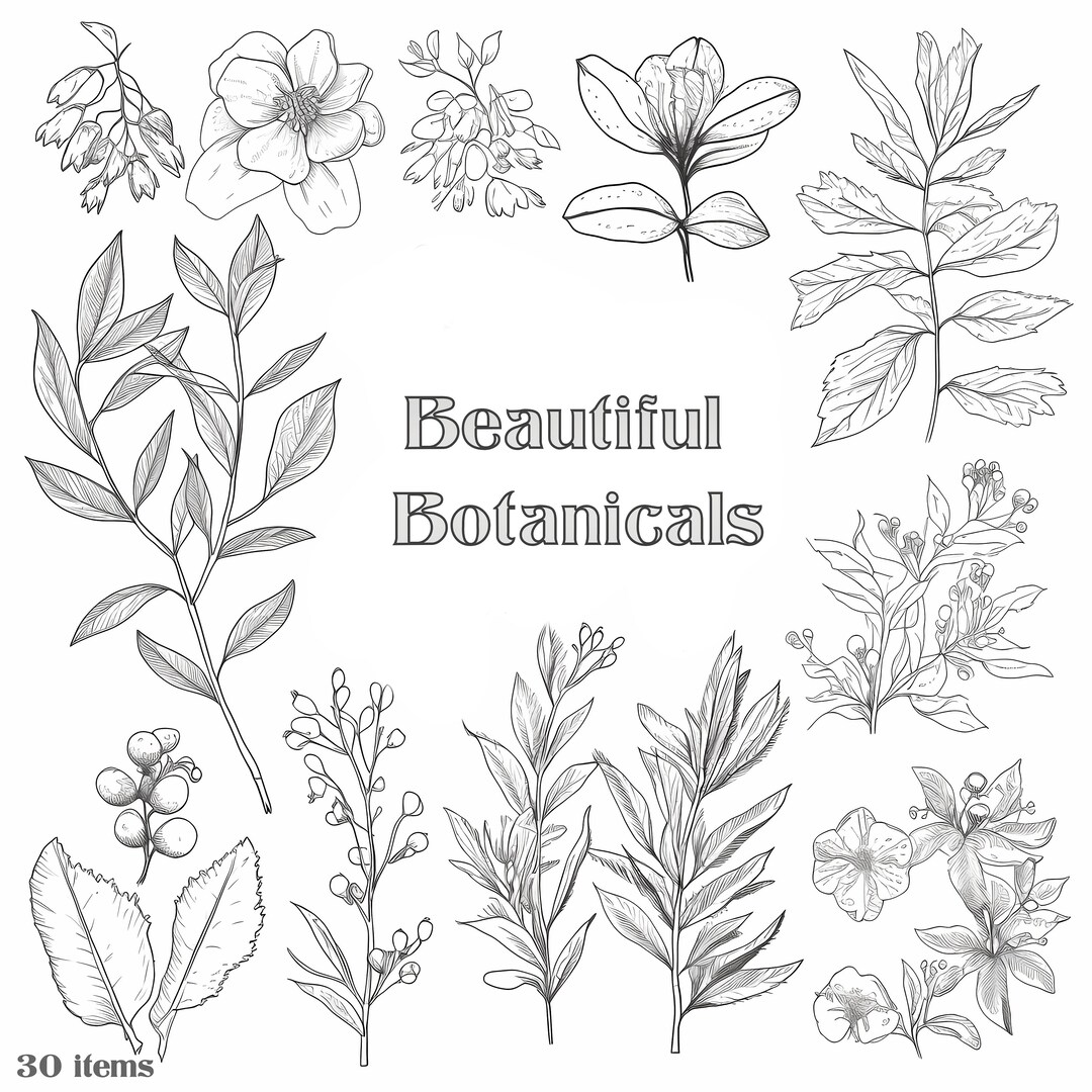Beautiful Botanicals Clipart Bundle PNG Minimalist Lineart, Intricately Detailed, Botanical ...