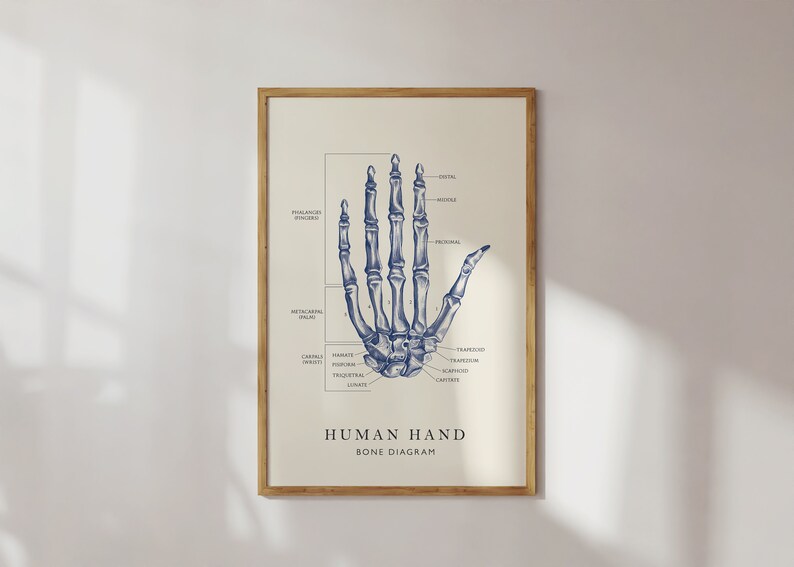 Vintage Human Hand Bone Diagram Retro Skeleton Diagram Wall - Etsy