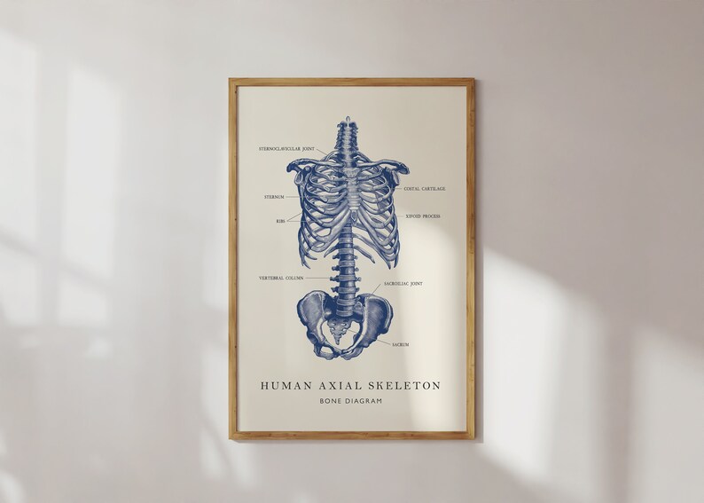 Vintage Human Skeleton Diagram Poster Wall Art Axial Skeleton - Etsy