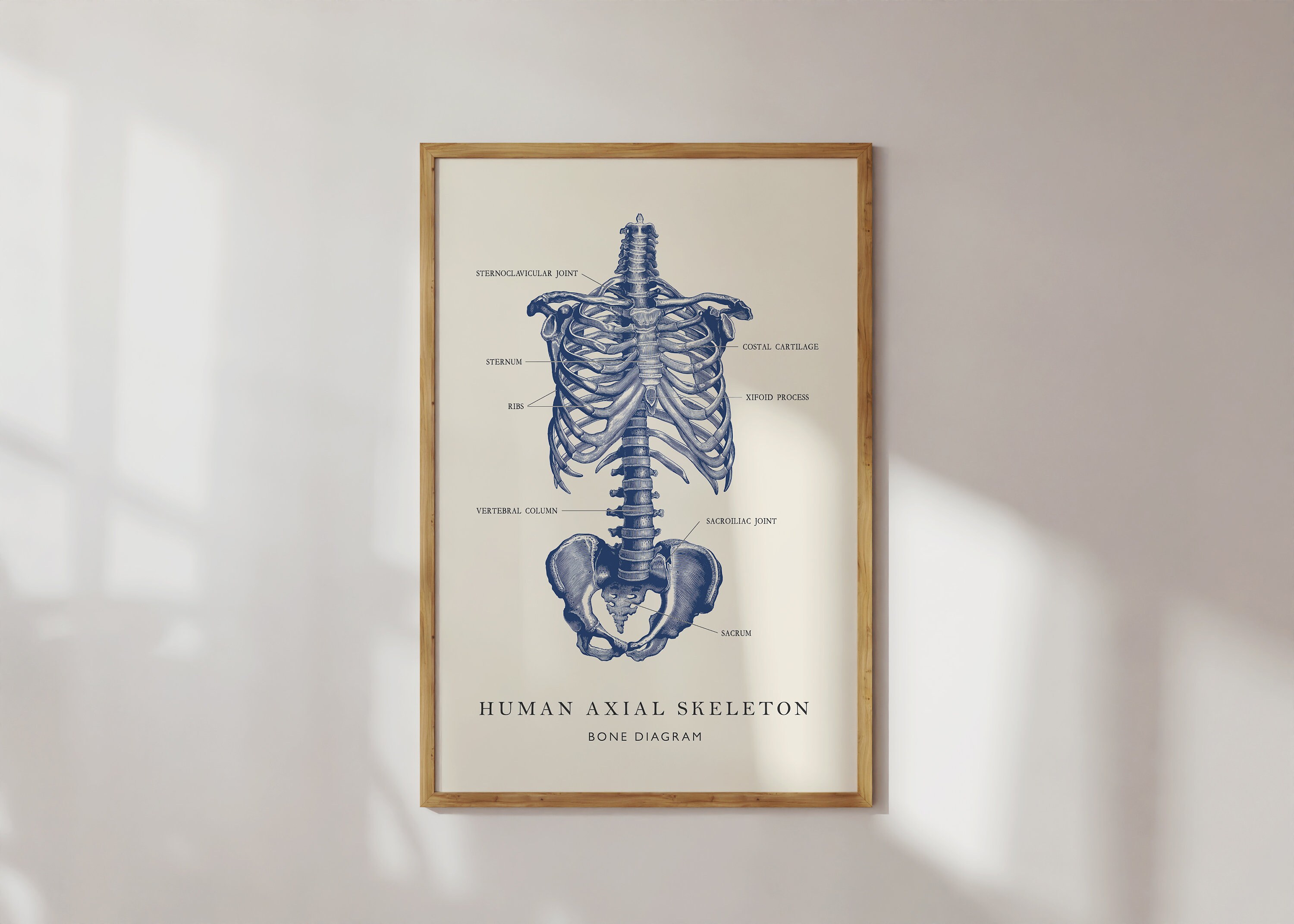 Vintage Human Skeleton Diagram Poster Wall Art Axial Skeleton Drawing ...