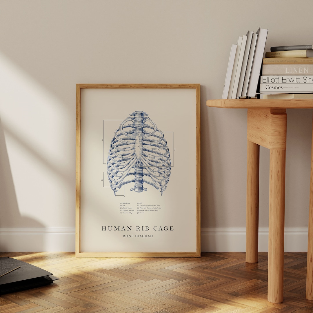 Vintage Human Skeleton Diagram Poster Bone Diagram Wall Art Skeleton ...