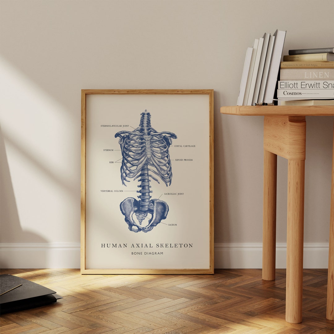 Vintage Human Skeleton Diagram Poster Wall Art Axial Skeleton Drawing ...