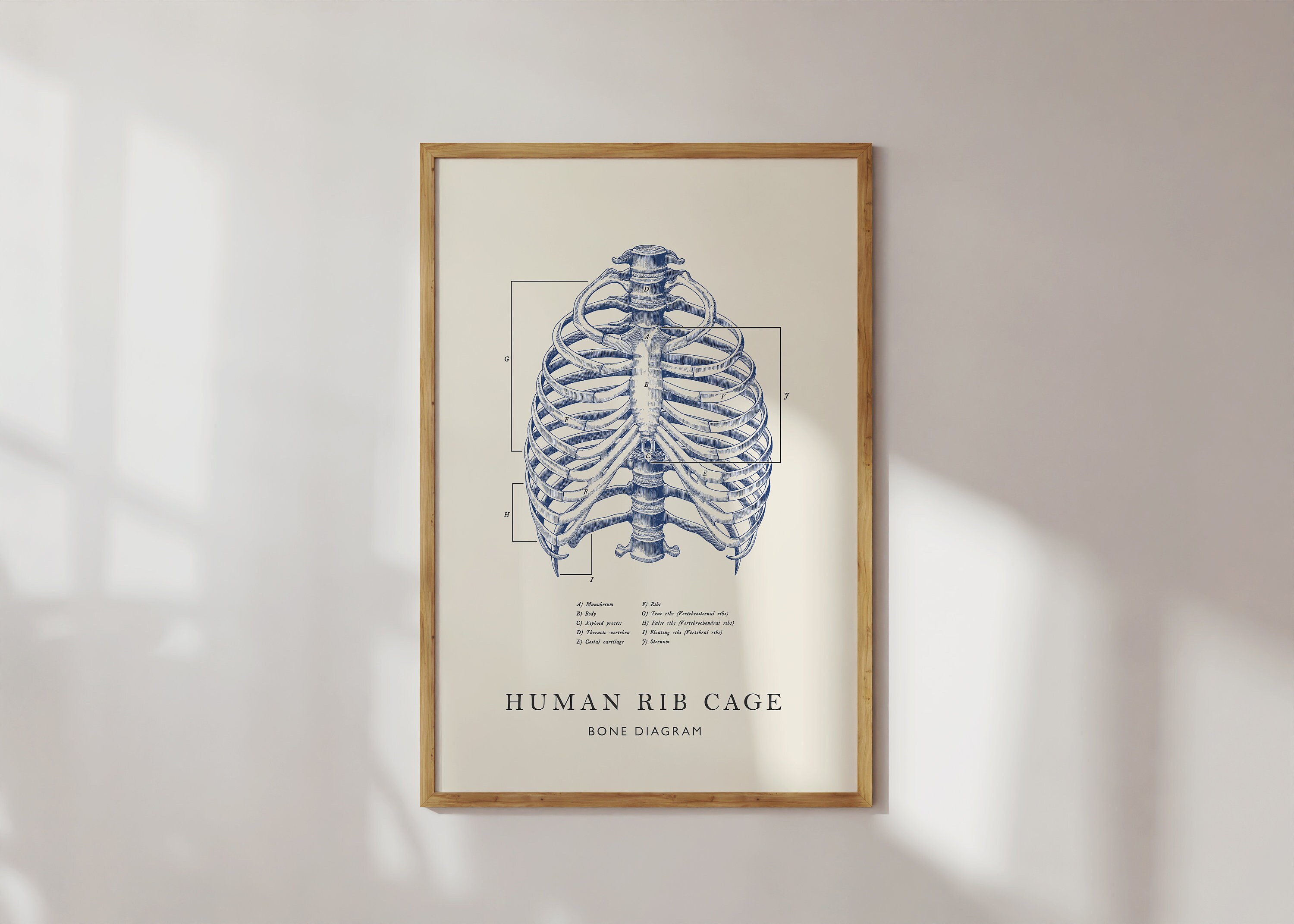 Vintage Human Skeleton Diagram Poster Bone Diagram Wall Art Skeleton ...