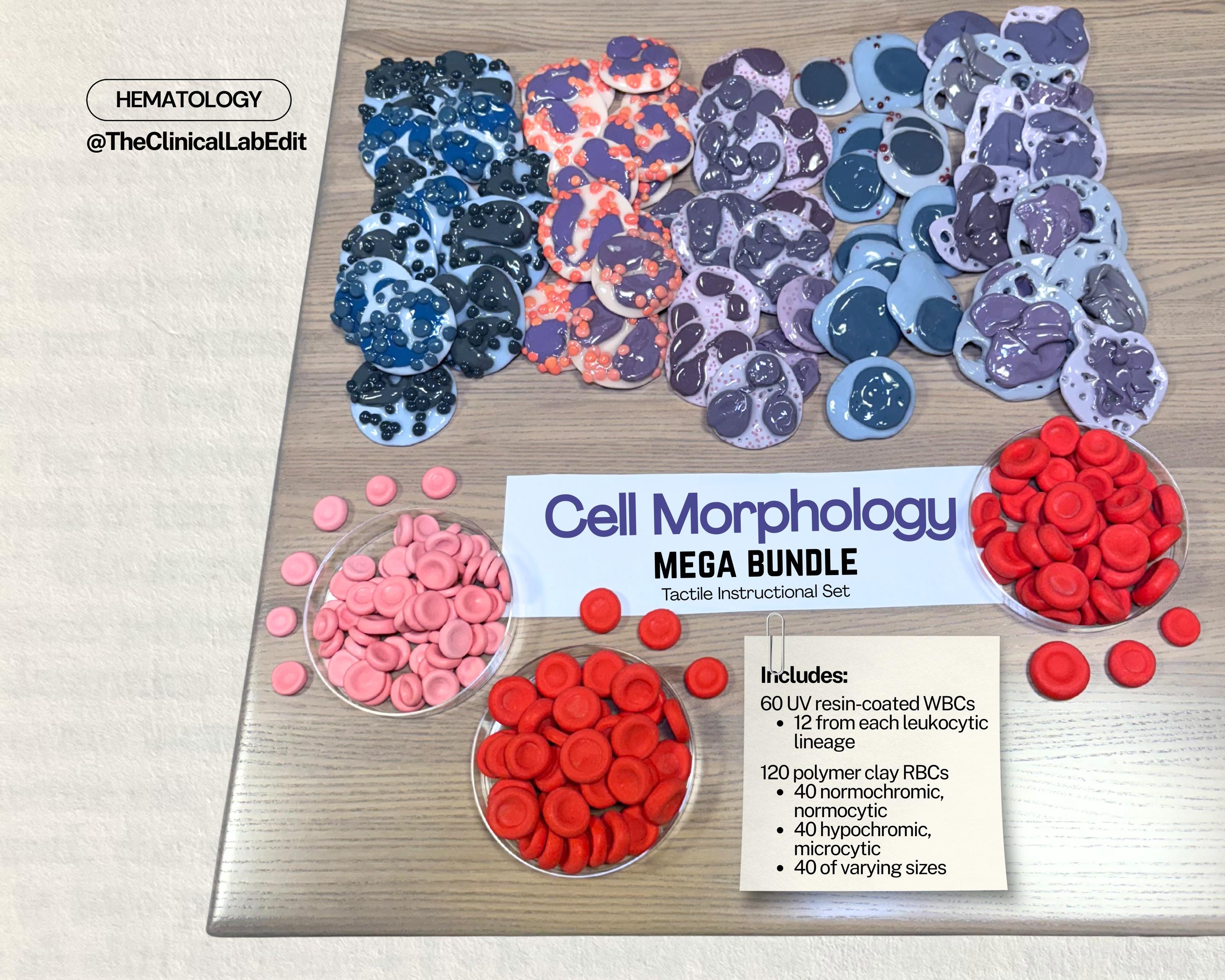 Handcrafted Leukocyte Morphology Model Set: Hematology Learning - Etsy