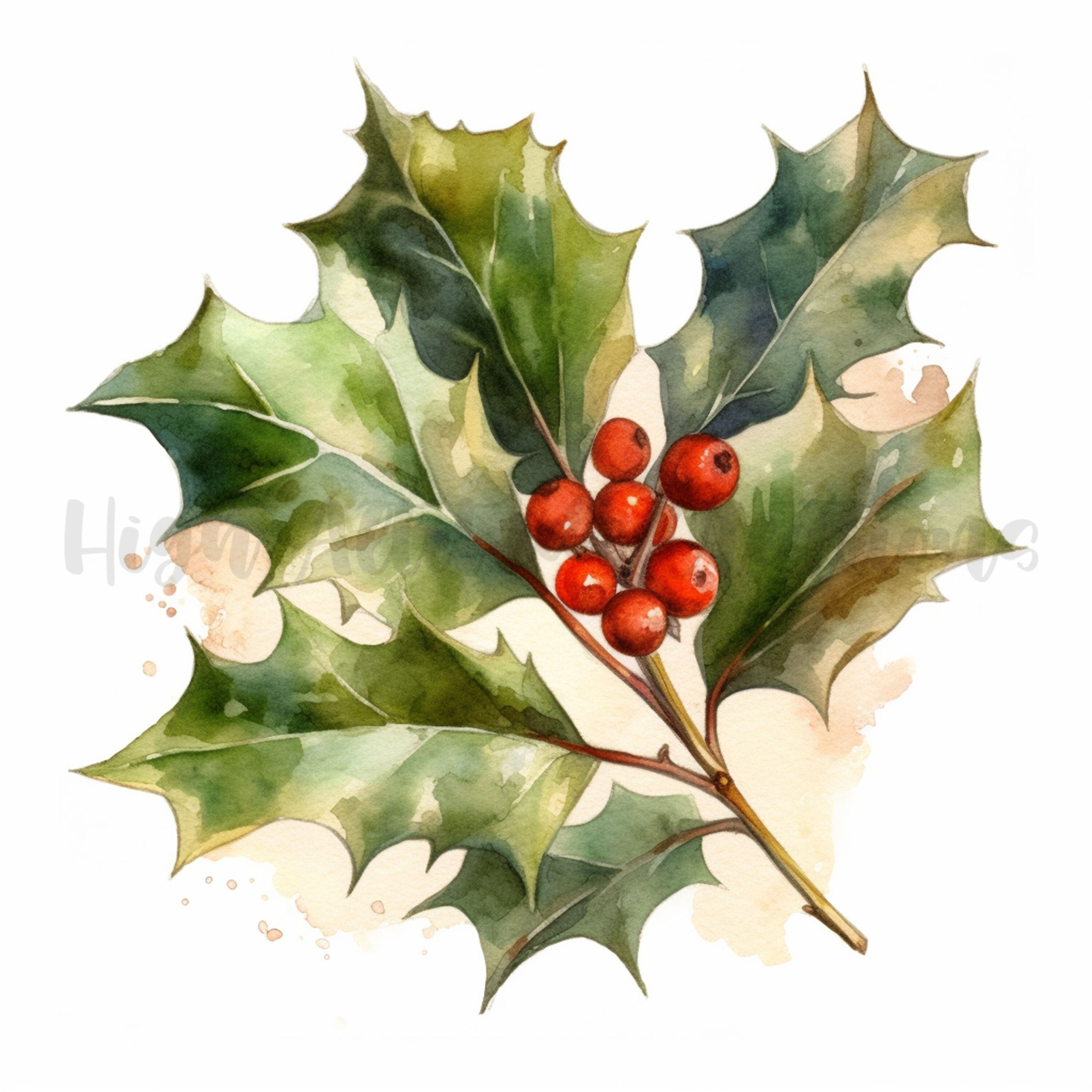 Watercolor Christmas Holly Clipart: Festive Holiday Art (digital ...