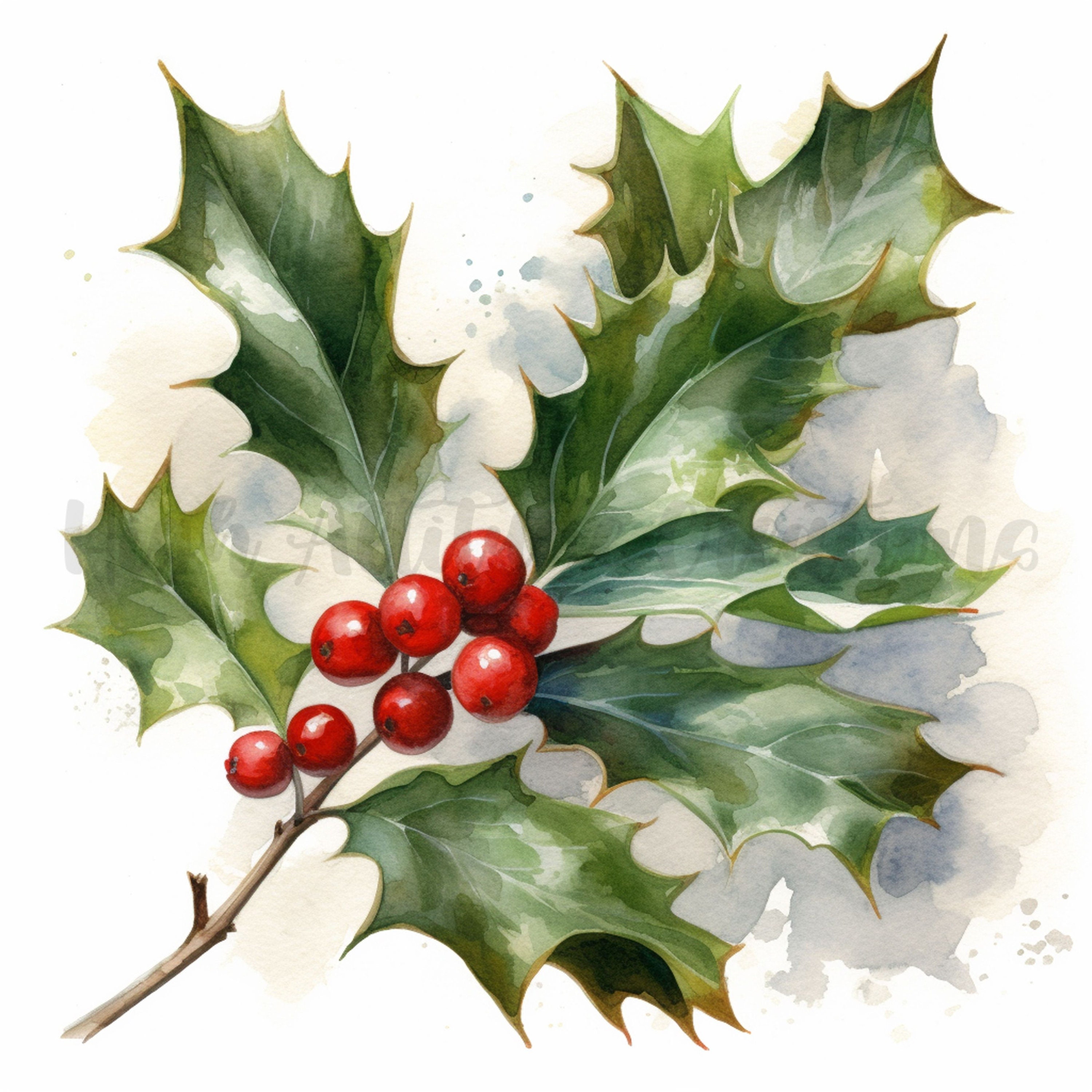 Watercolor Christmas Holly Clipart: Festive Holiday Art (digital ...