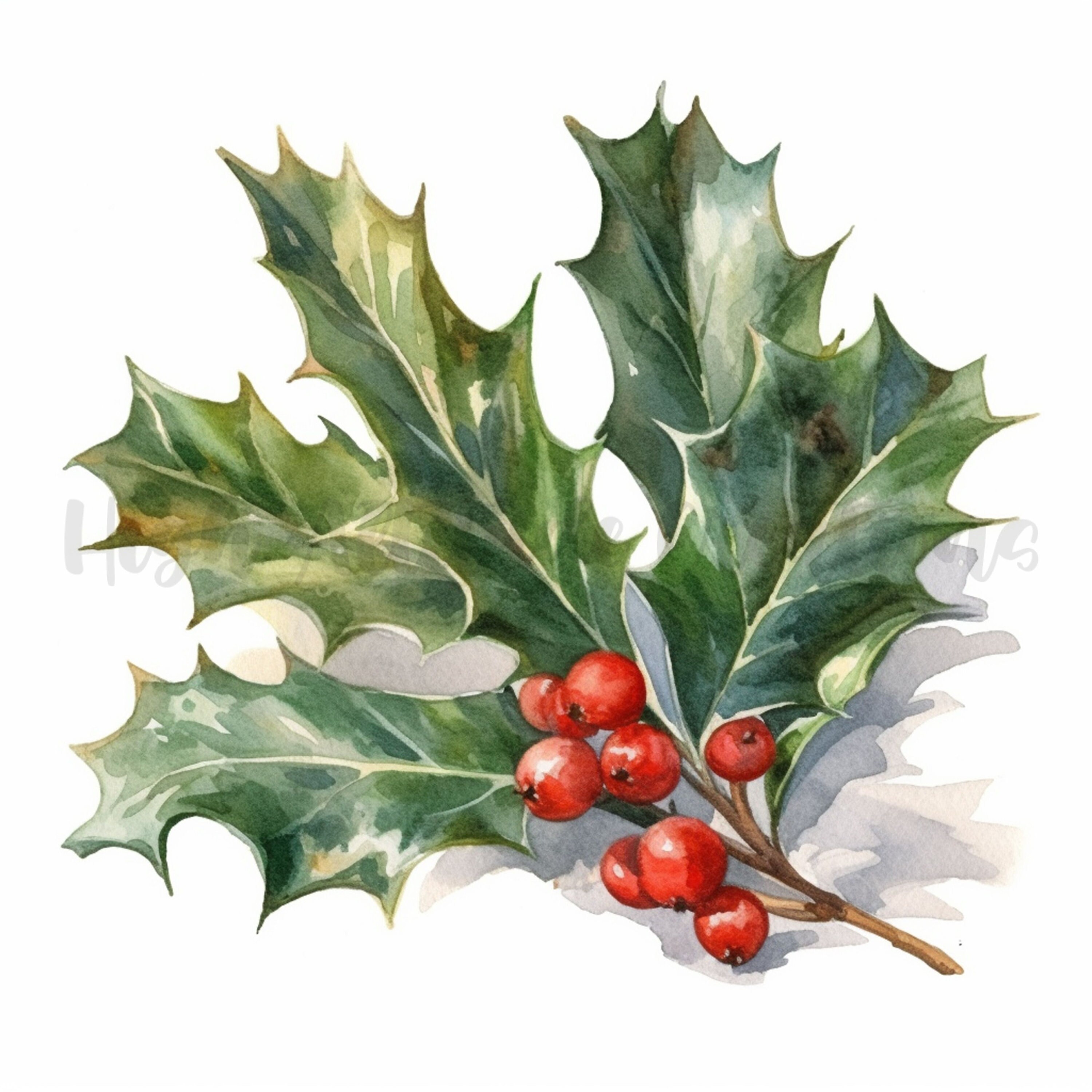 Watercolor Christmas Holly Clipart: Festive Holiday Art (digital ...