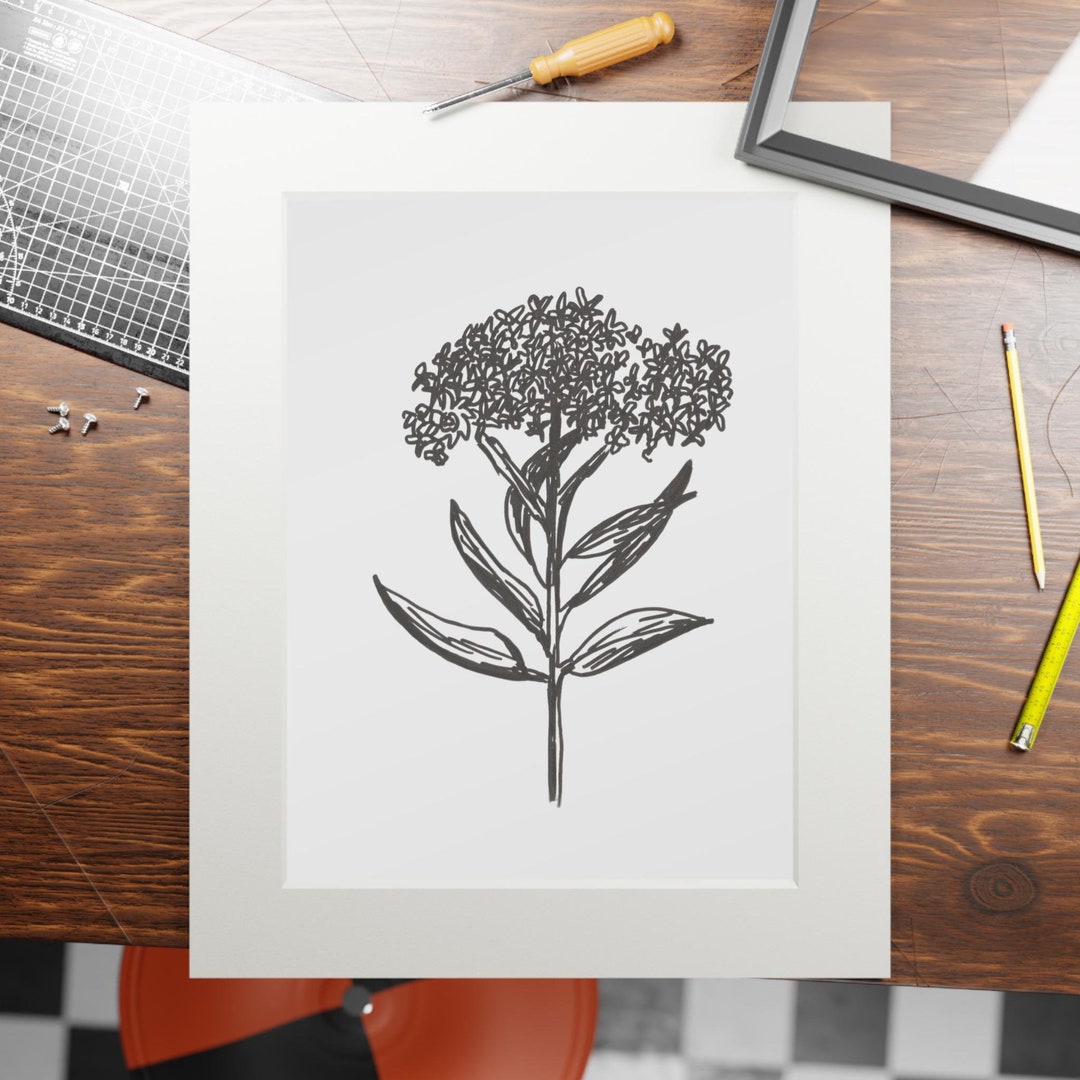Milkweed Prairie Plant Print: Hand Ink Drawing for Monarch Butterflies ...