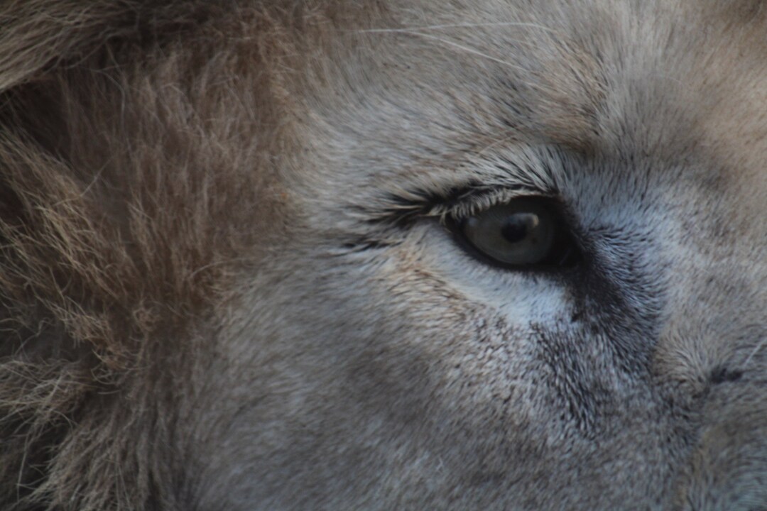 White Lion Eye - Etsy
