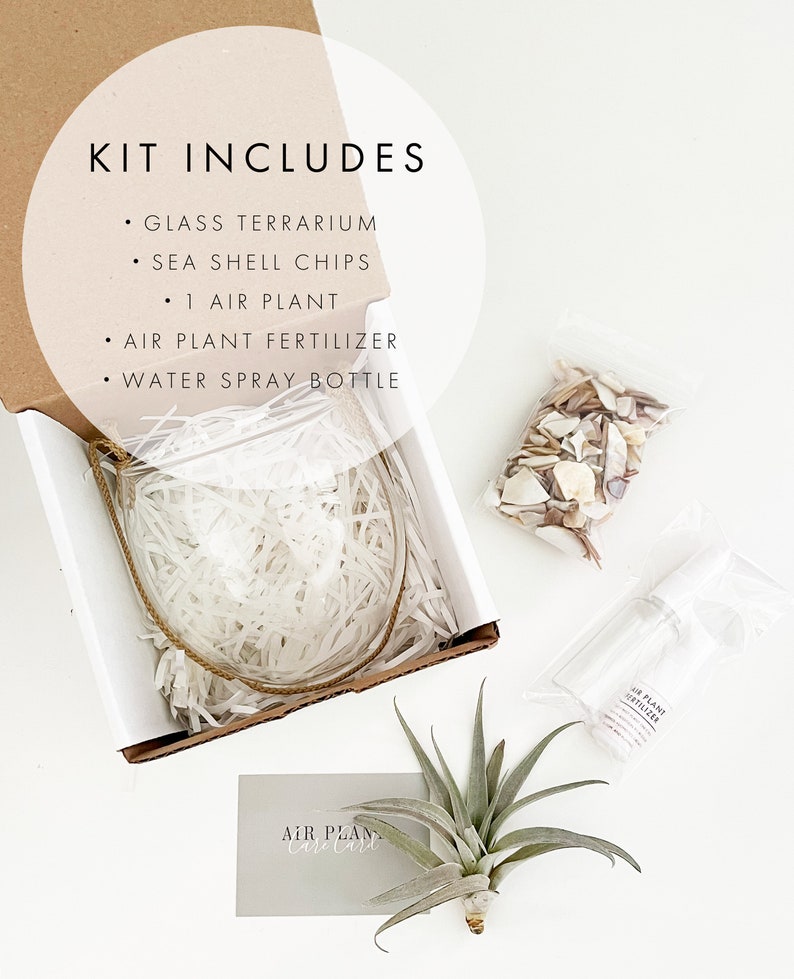 Hanging Air Plant Terrarium Kit, Glass Planter With Shell Decor, Boho ...
