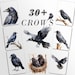 30 Crows Clipart Bundle: Halloween Art for Crafts and Decor | PNG ...