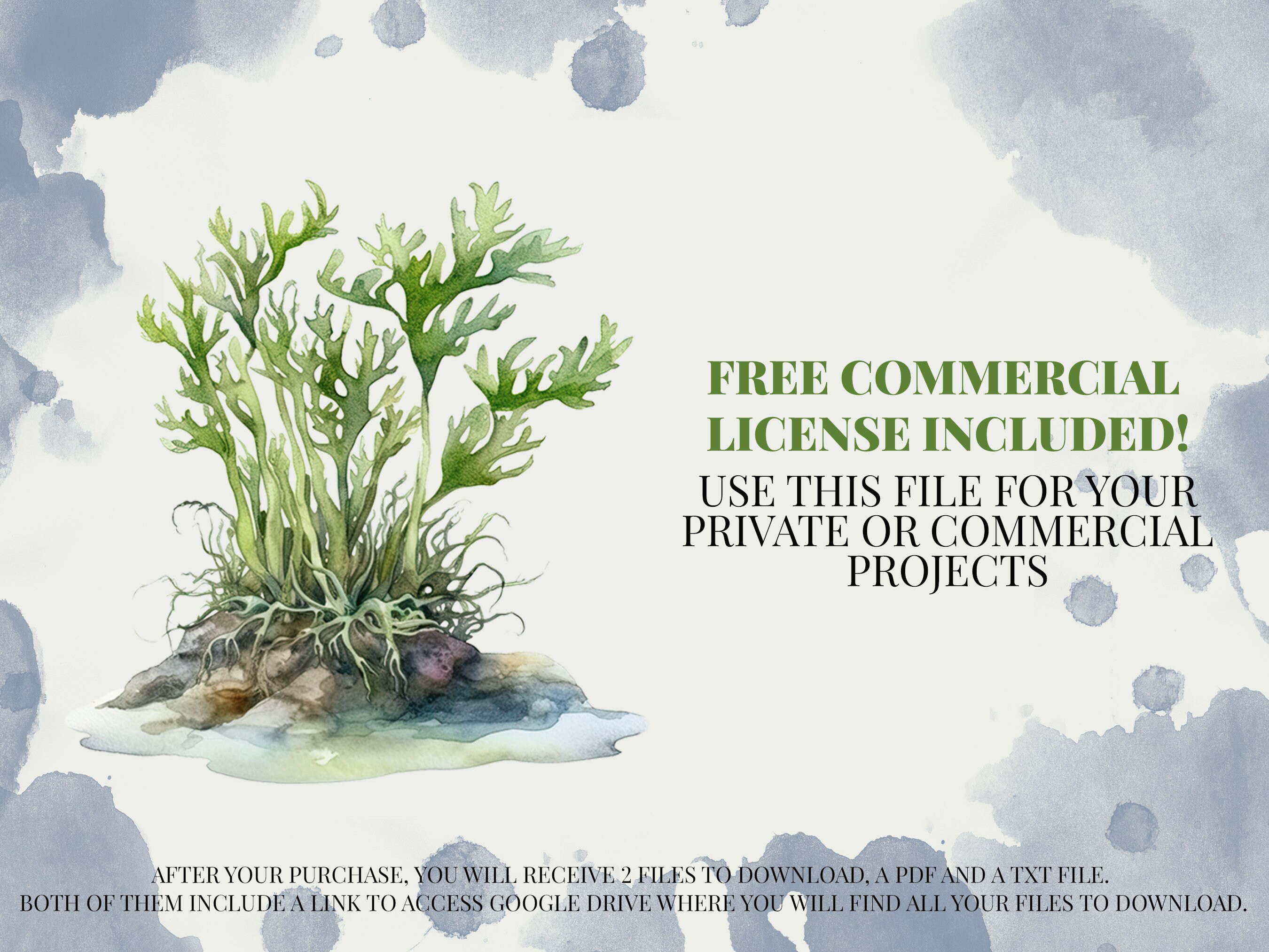 Seaweed Watercolor PNG Commercial Use Clip Art, 8 Ocean Clipart PNG ...
