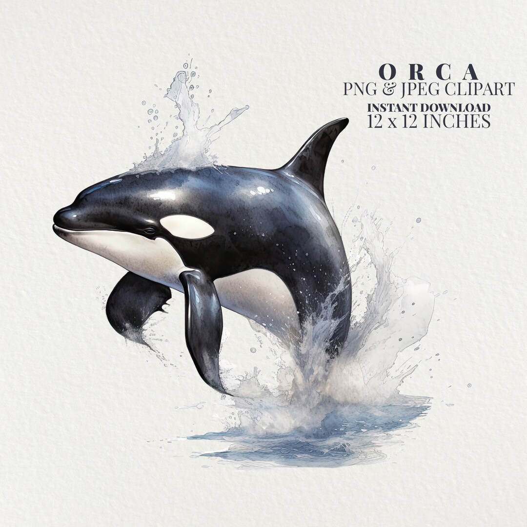 Orca Watercolor PNG Commercial Use Clip Art, Sea Art Clipart PNG ...