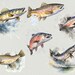 Freshwater Fish Watercolor PNG Commercial Use Clip Art Bundle, Set of ...