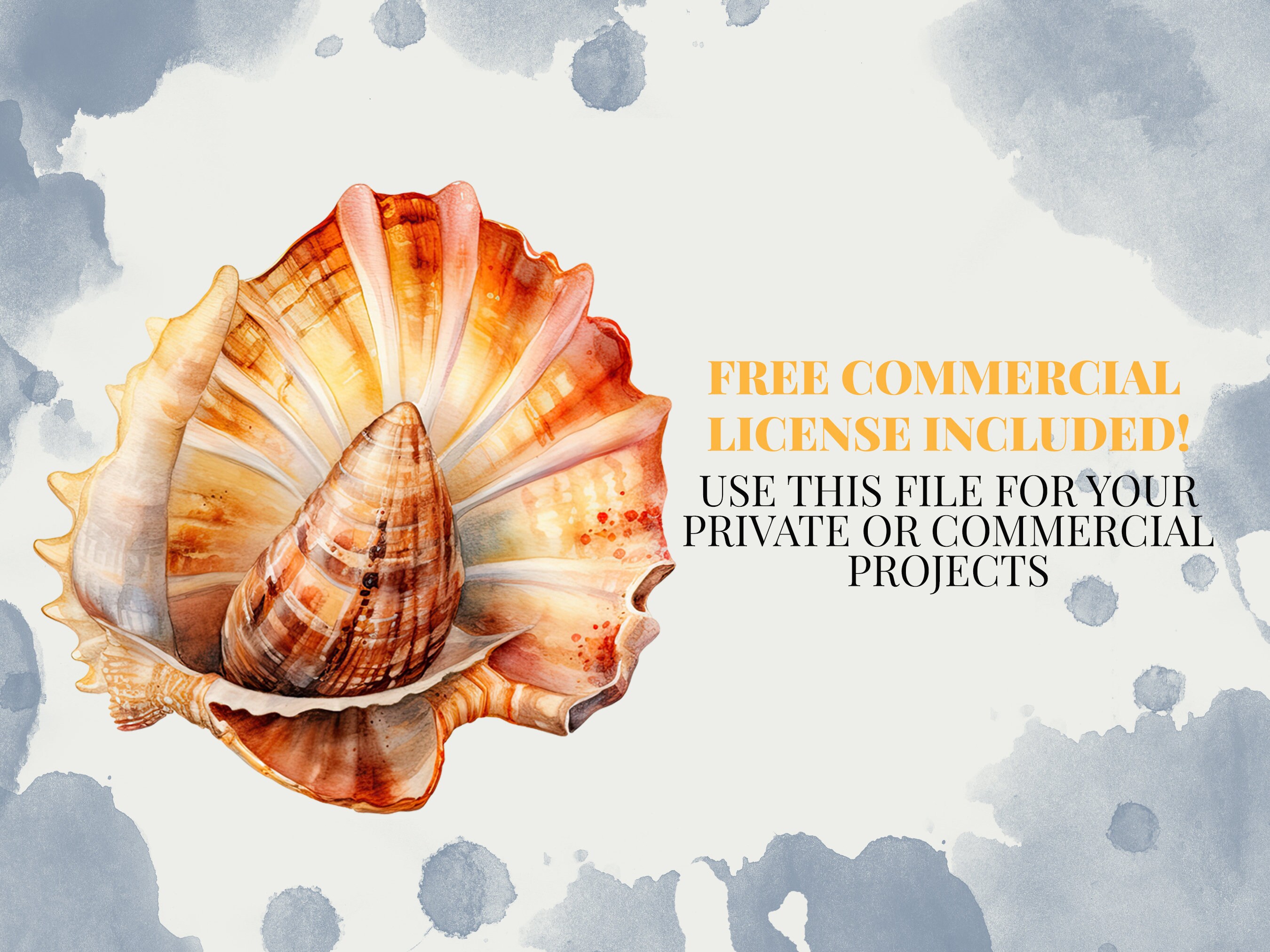 Seashell Watercolor PNG Commercial Use Clip Art, 4 Ocean Clipart PNG ...