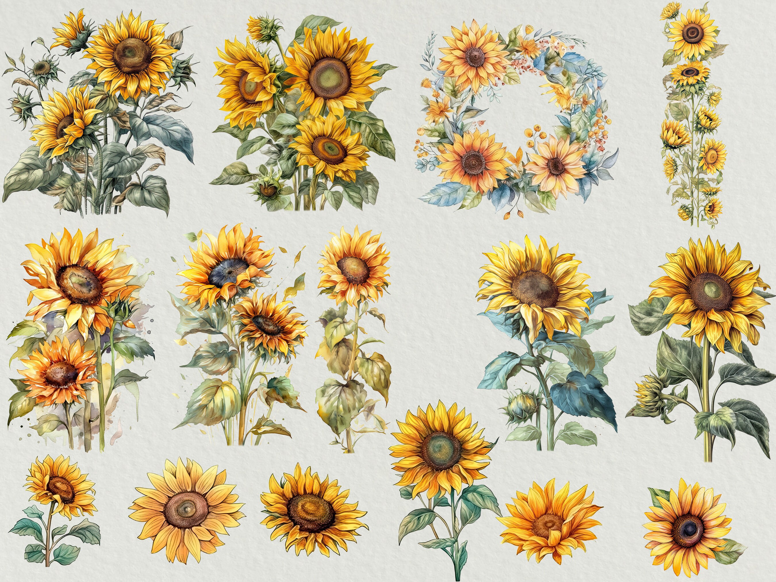 Watercolor Sunflower PNG Commercial Use Clip Art Bundle Set - Etsy