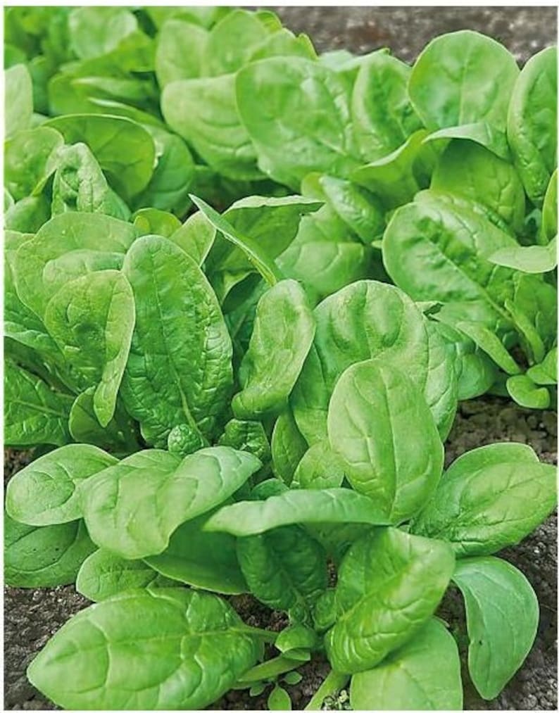 Amsterdams reuzenblad spinazie 25 zaden - Etsy Nederland