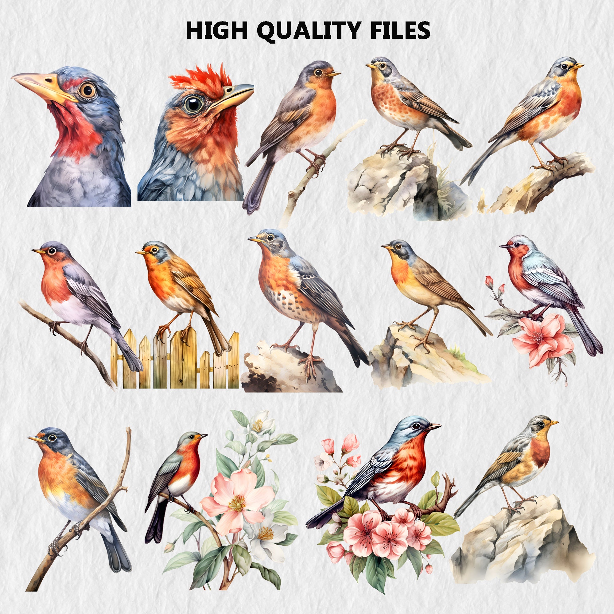 Robin Watercolor Clipart PNG Nursery Wall Art Scrapbooking - Etsy